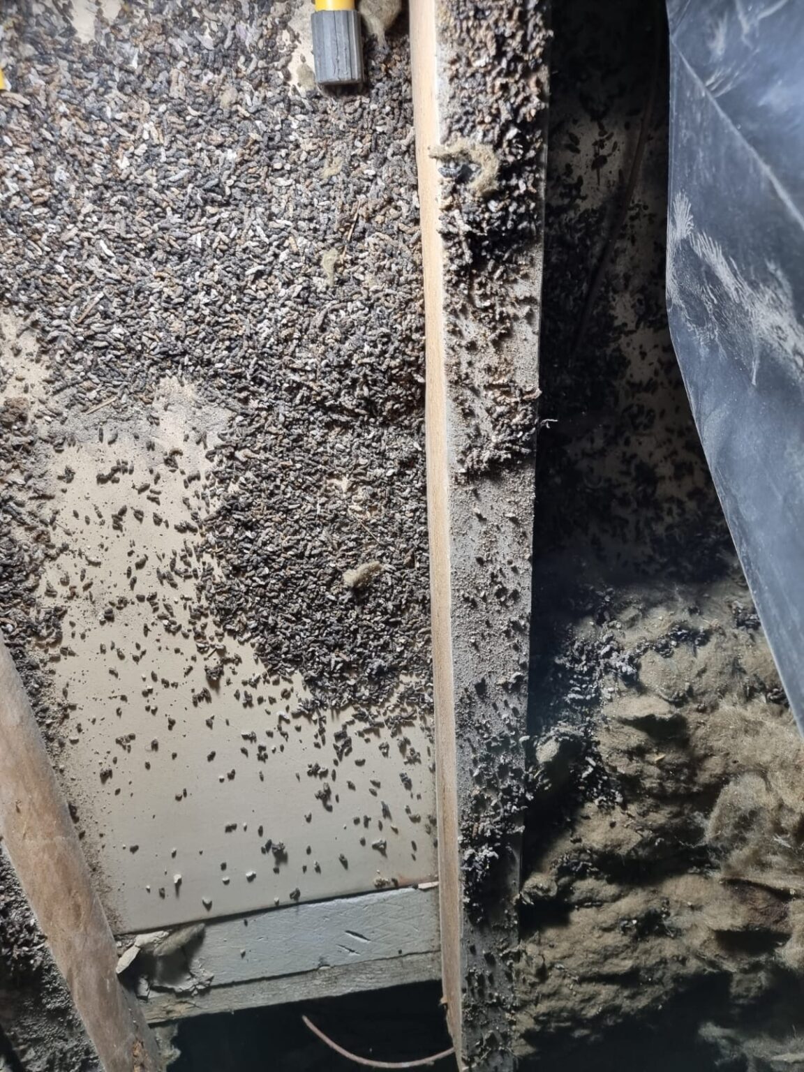 Loft Clearance of Heavy Build-Up of Droppings and Fouling | Pest ...