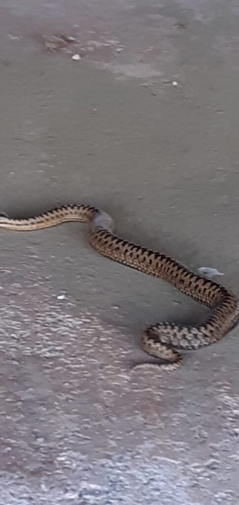 Face to face with an adder | Pest Professionals